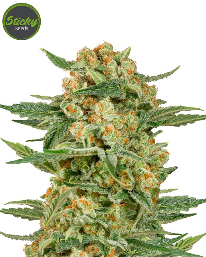 Auto Critical Cheese XL Seeds - Bulk Seeds