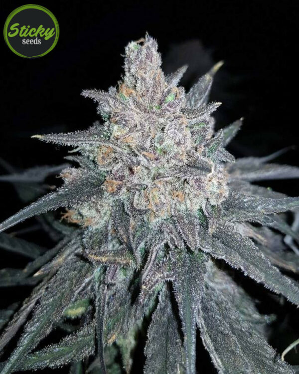 Wholesale Autoflowering Cannabis Seeds | Bulk Seeds