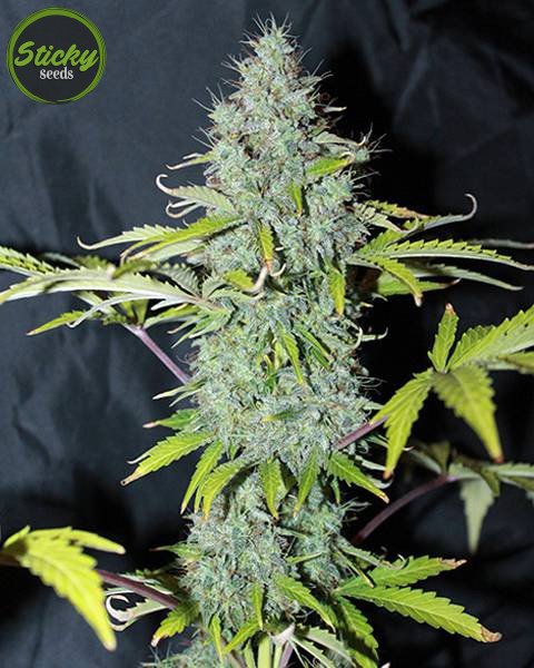 Auto Sweet Tooth Seeds - Bulk Seeds