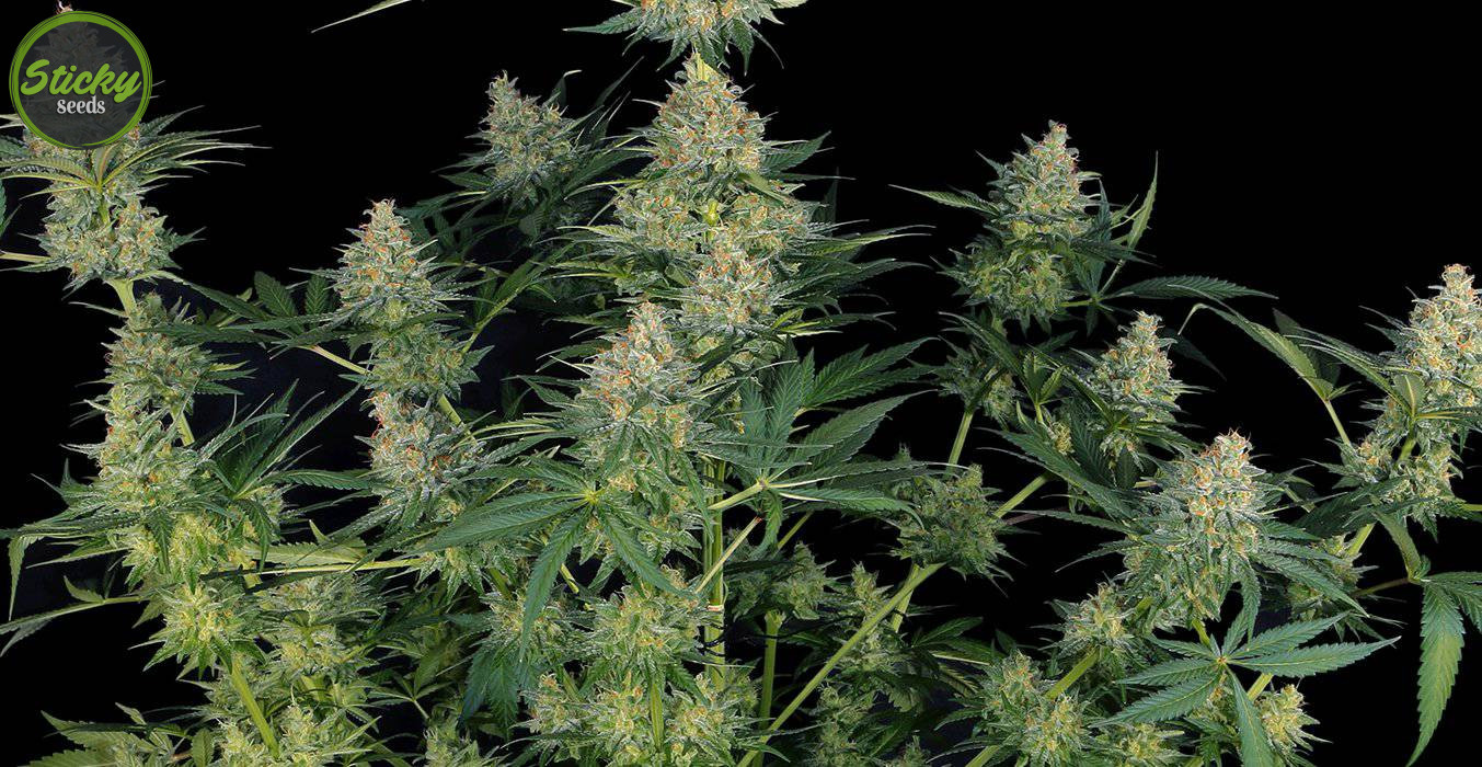 Blue Cheese Feminized Seeds - BULK SEEDS