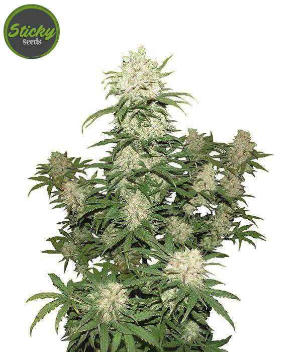 Auto Blueberry Seeds - BULK SEEDS