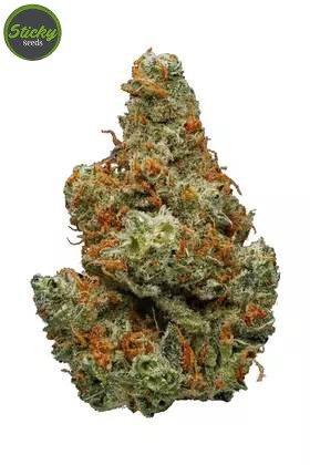 Auto Critical Plus Seeds - BULK SEEDS