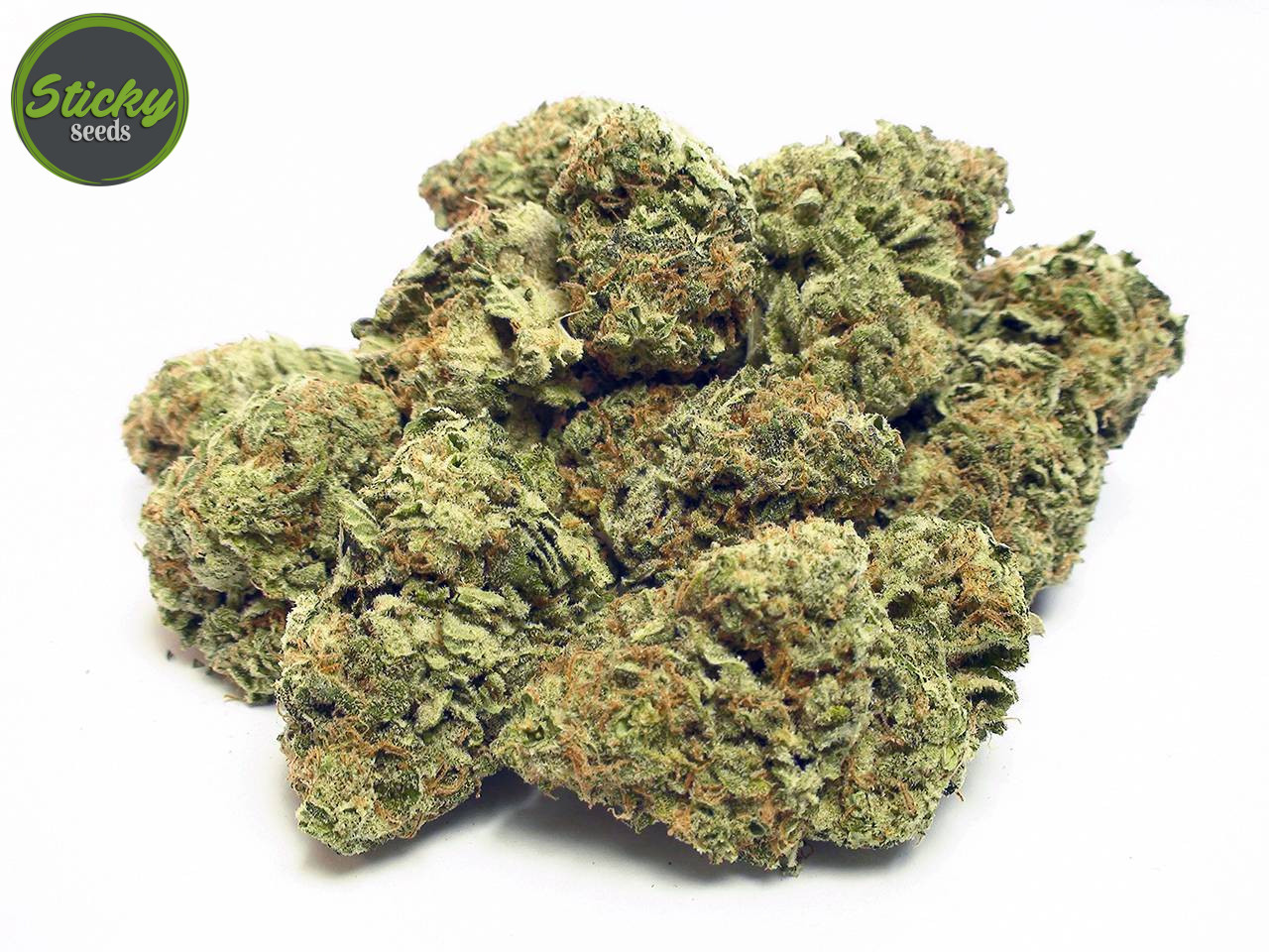 Critical Plus Feminized Seeds - BULK SEEDS