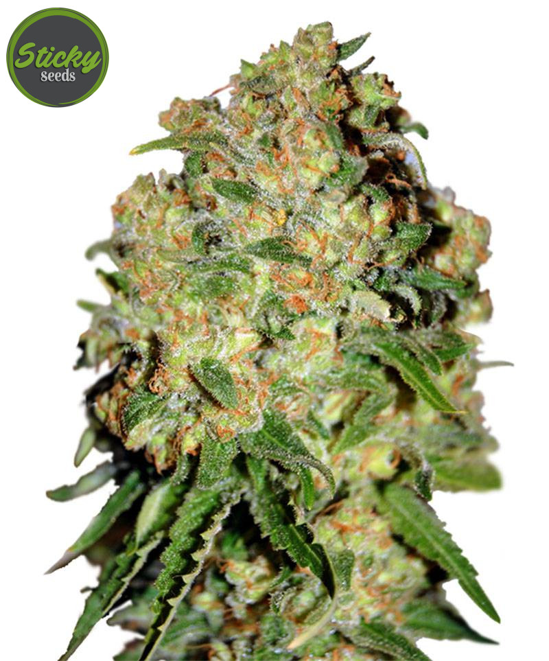 Critical Plus Feminized Seeds - BULK SEEDS