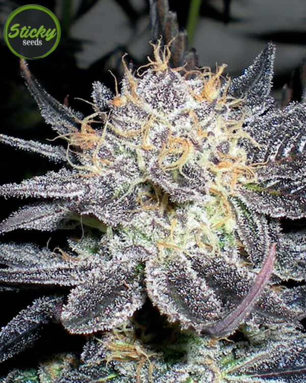 Grape Ape Feminized Seeds - BULK SEEDS