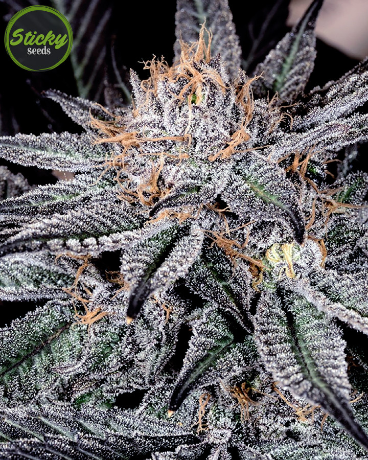 Grape Ape Feminized Seeds - BULK SEEDS