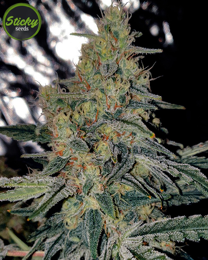 Super Skunk Feminized Seeds Bulk Seeds