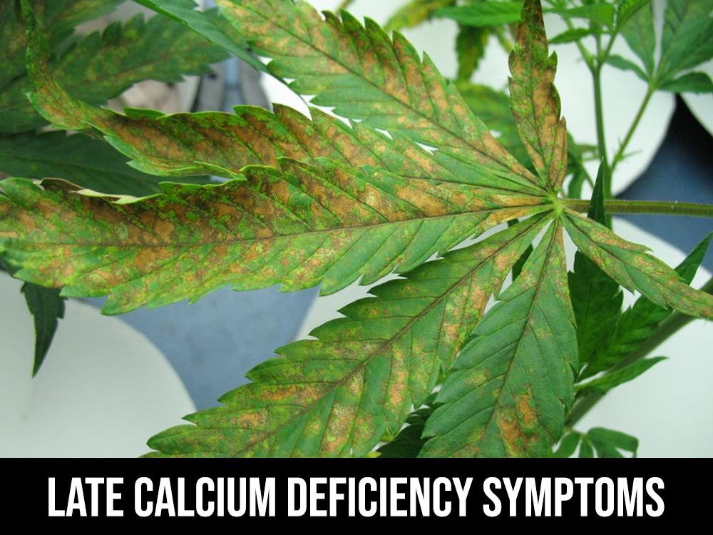 Calcium Deficiency - Bulk Seeds