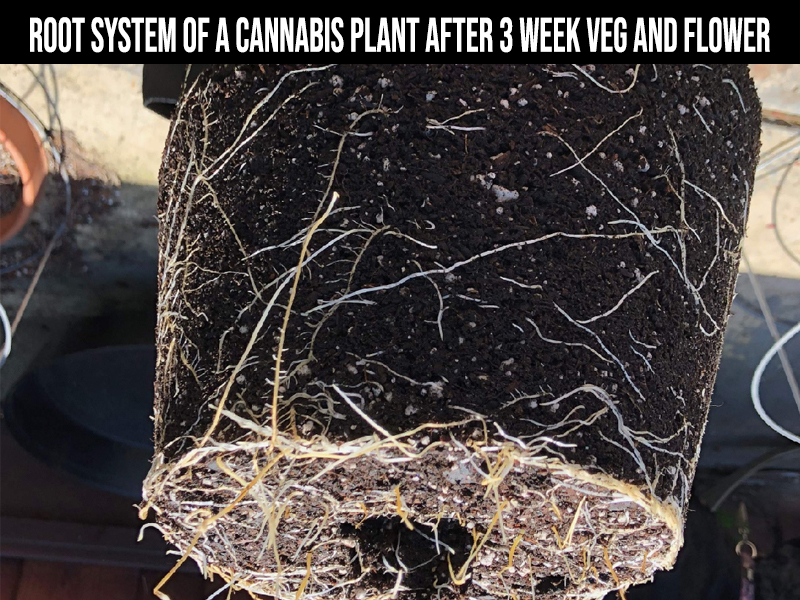 How long to vegetate a cannabis plant before flowering - Bulk Seeds