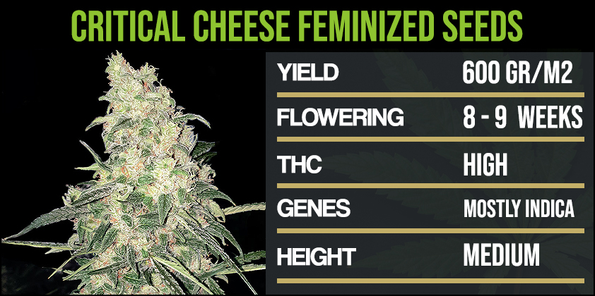 The Top 5 Highest Yielding Cannabis Strains