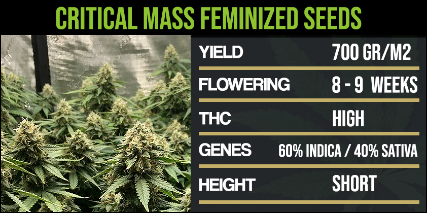 The Top 5 Highest Yielding Cannabis Strains