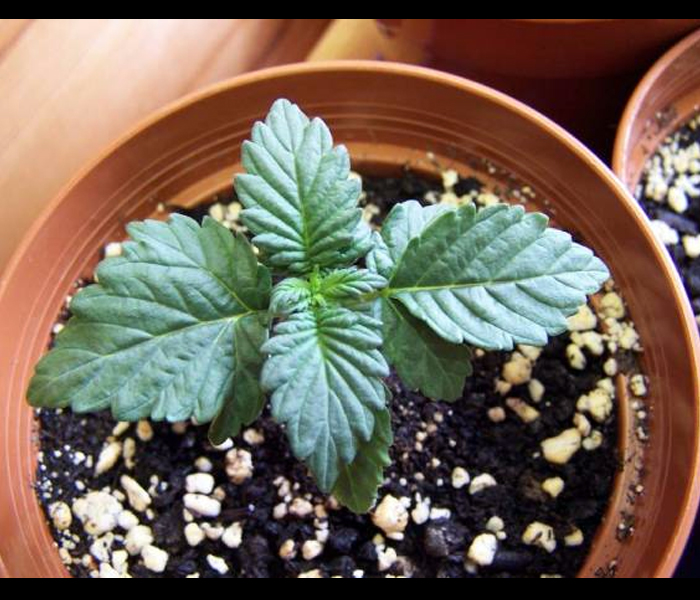 Auto Sour Diesel Grow Journal - The Best Week by Week Guide