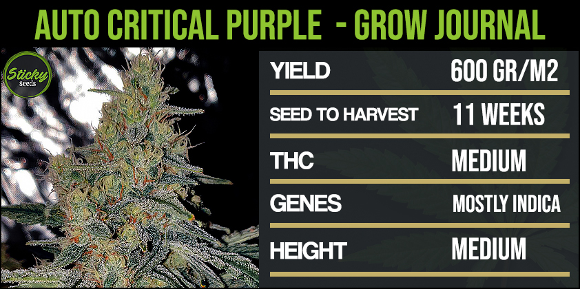 Auto Critical Purple Grow Journal - The Best Weekly Guide