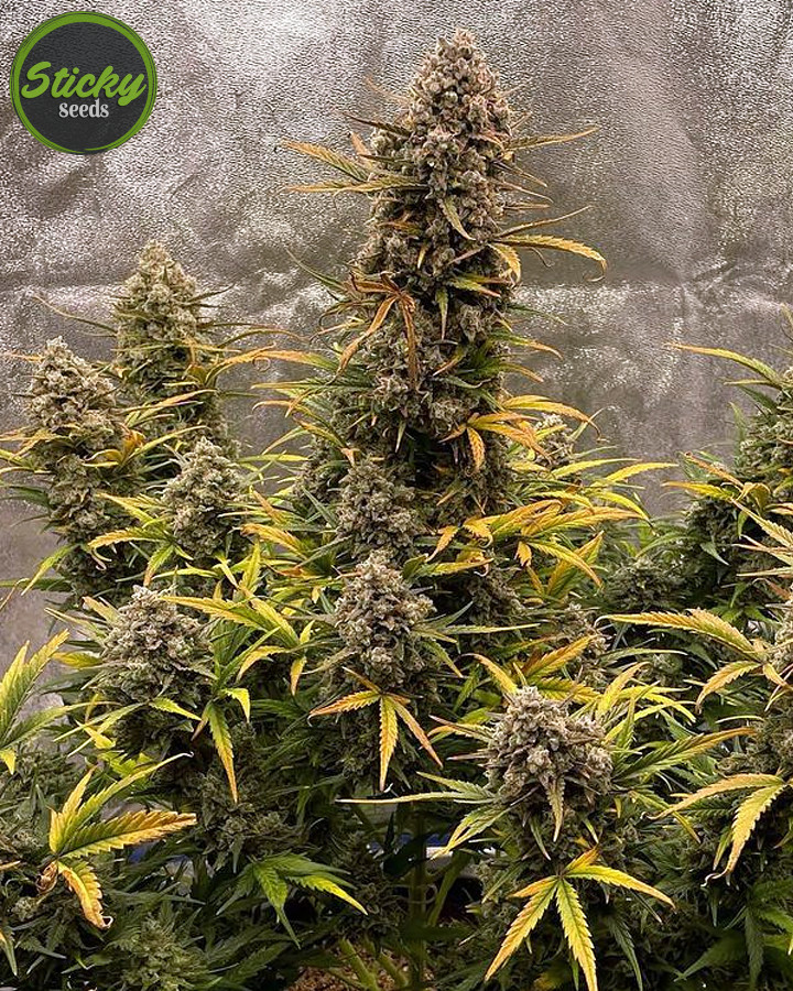 Auto Mimosa Cake Seeds - Bulk Seeds