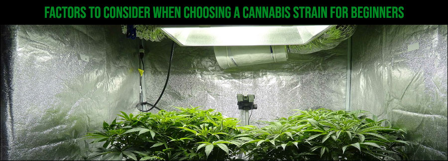 Top 10 Easiest Cannabis Strains to Grow for Beginners